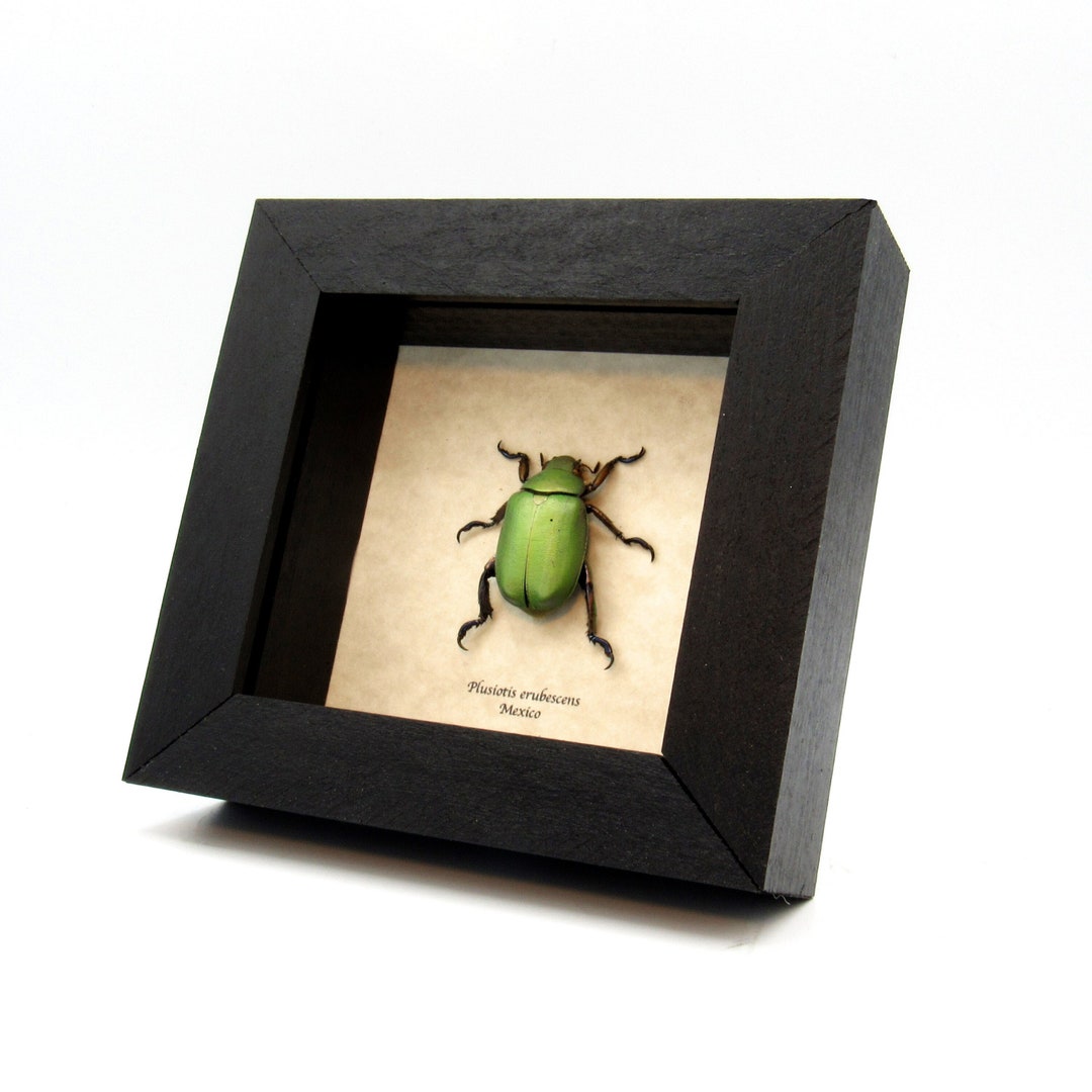 Large Scarab Beetle Framed Taxidermy - Plusiotis Erubescens - Etsy
