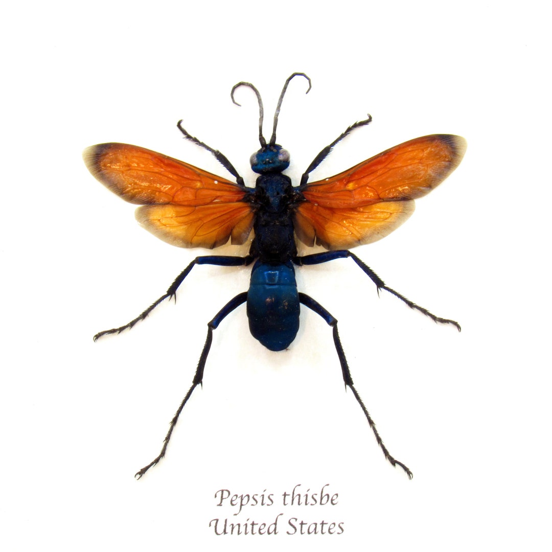 Real Large Tarantula Hawk Wasp Framed Taxidermy Pepsis Thisbe - Etsy