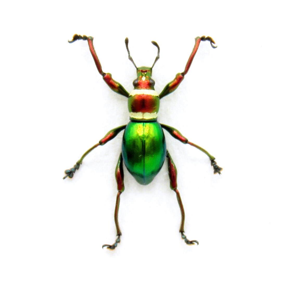 WEEVIL MANIA! Real Metallic Red and Green Christmas Weevil Framed ...