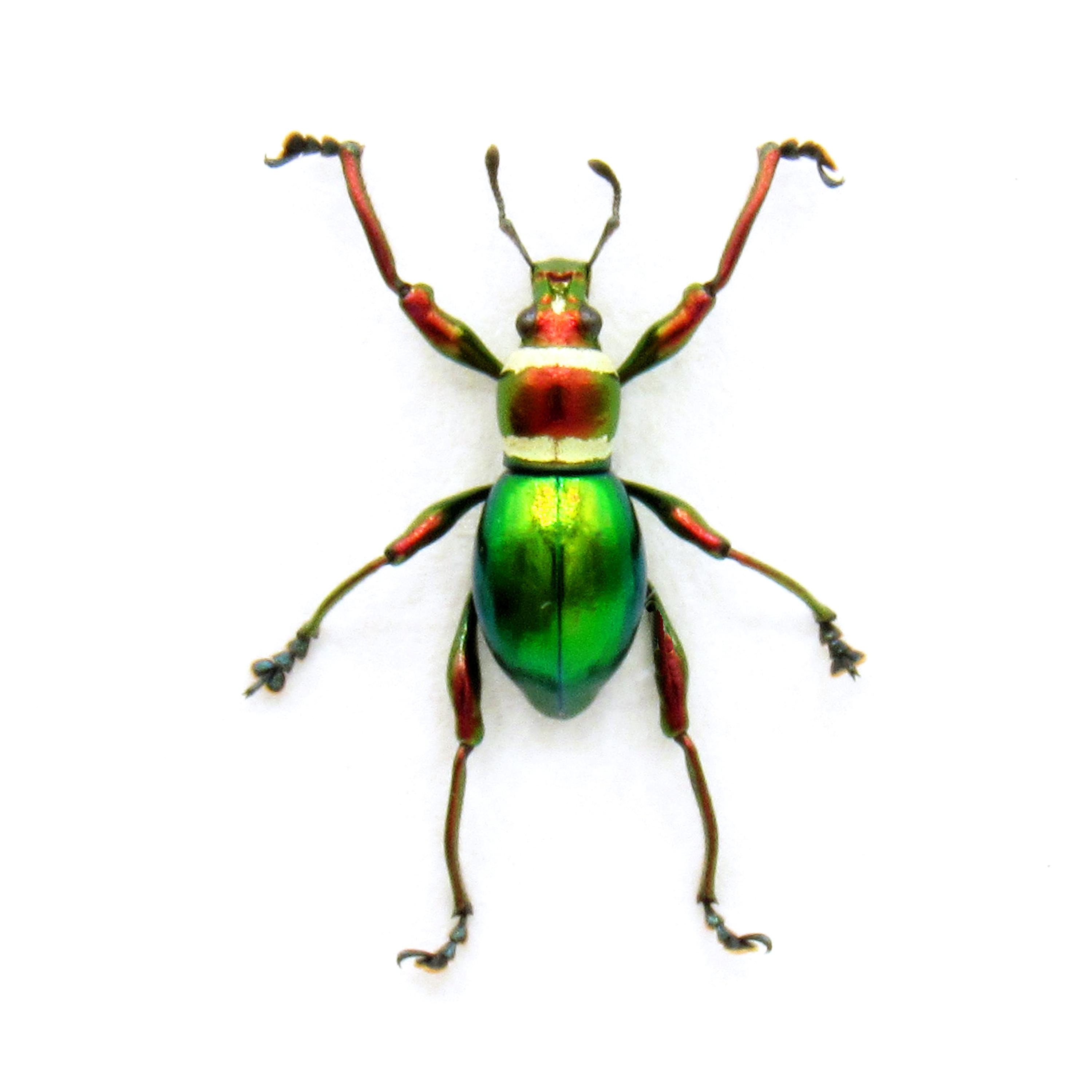 WEEVIL MANIA! Real Metallic Red and Green Christmas Weevil Framed ...