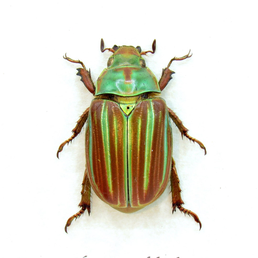 Large Red Jewel Scarab Beetle Framed Taxidermy - Chrysina Adelaida - Etsy