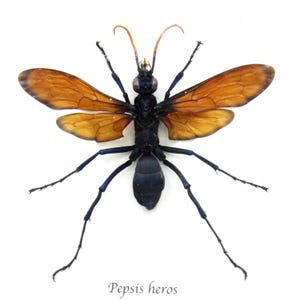 Rare Tarantula Hawk Wasp Framed Taxidermy - Pepsis Heros - 2.8 Inch ...