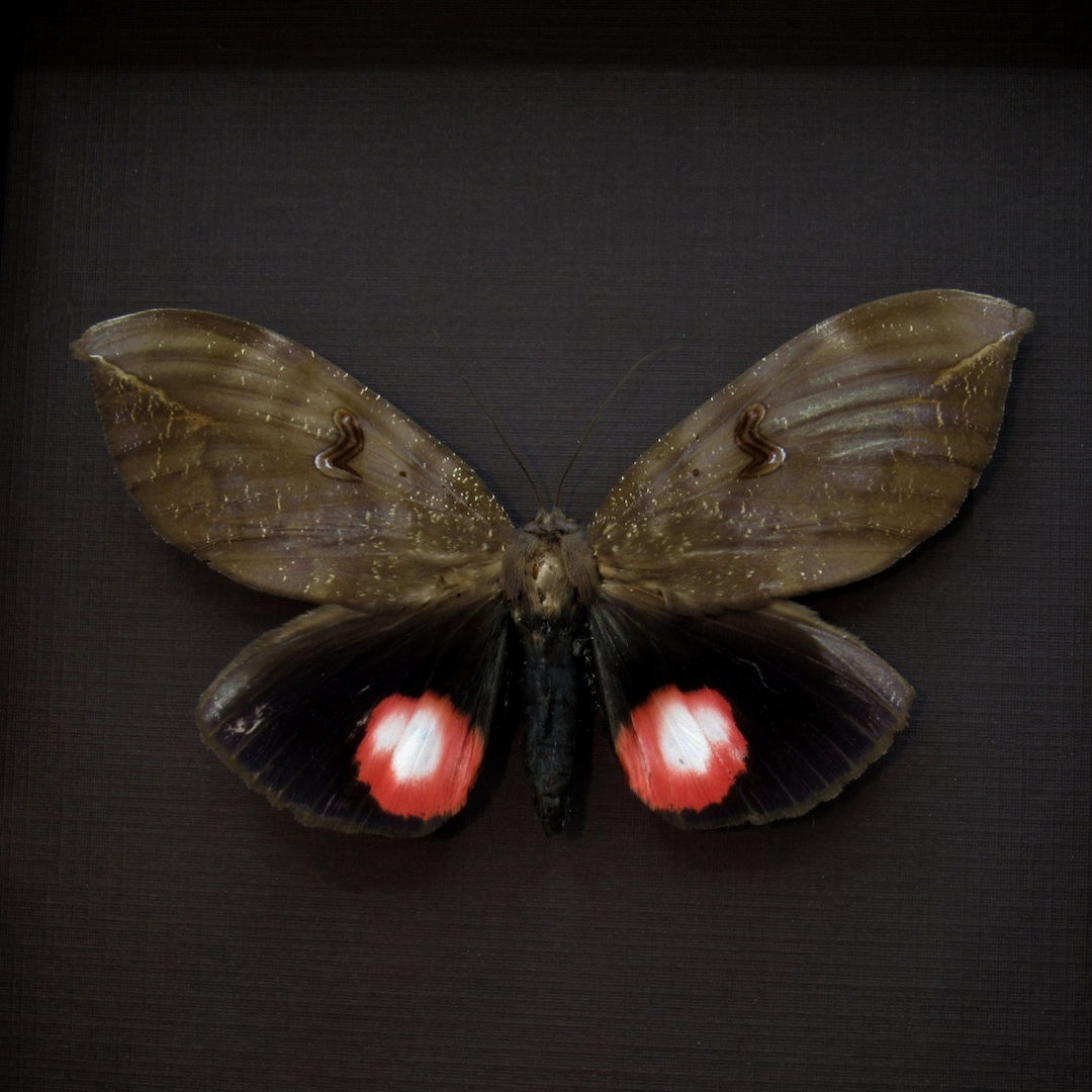 Giant Pink Fruit Sucking Moth Framed Taxidermy Phyllodes Verhuelli - Etsy