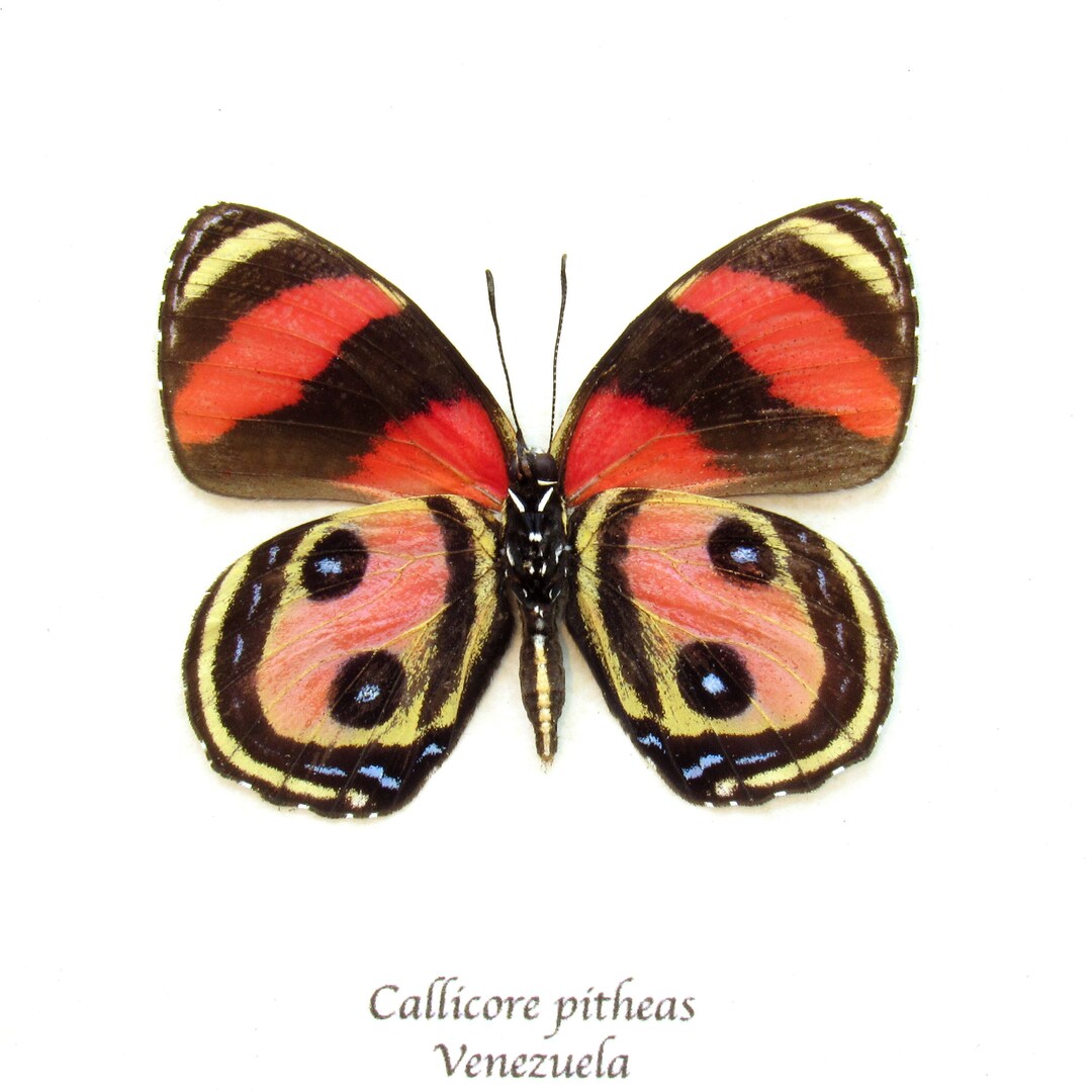 Rare Pink Butterfly Framed Taxidermy - Callicore Pitheas - Etsy
