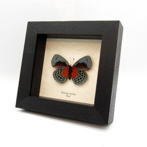 Real Framed Taxidermy Butterfly - Asterope Optima - Large Female - Etsy
