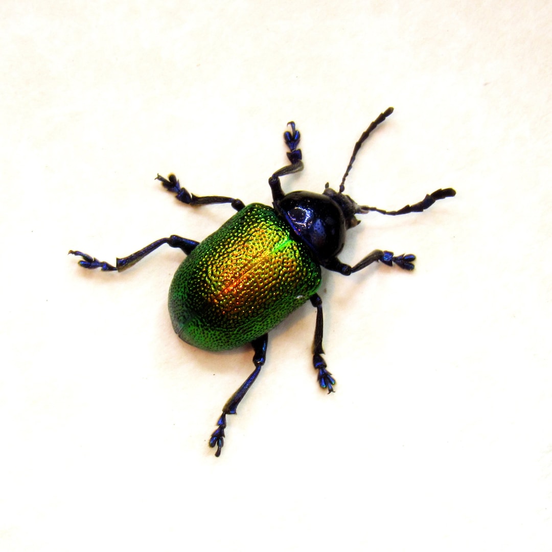 Real Metallic Green Leaf Beetle Framed Taxidermy - Platycorynus Species ...
