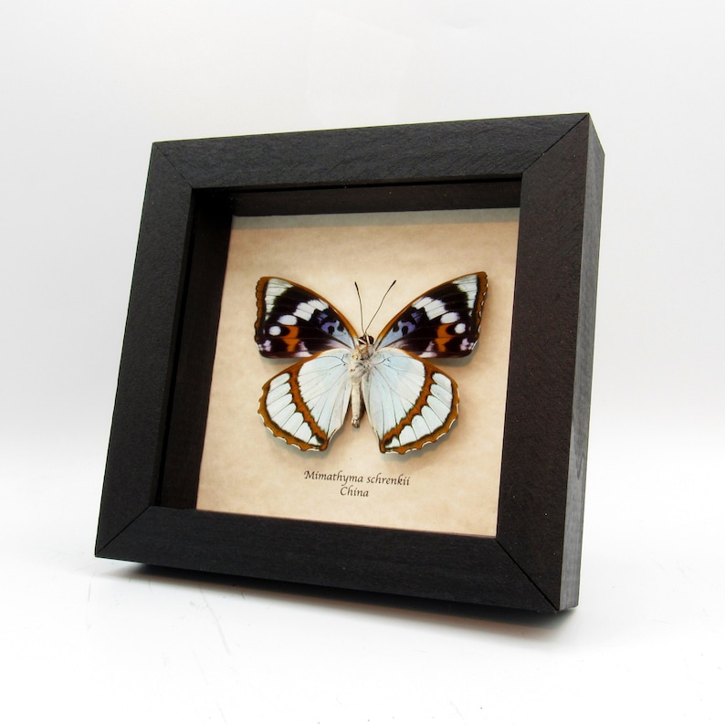 Real Purple Butterfly Framed Taxidermy Mimathyma Schrenkii - Etsy