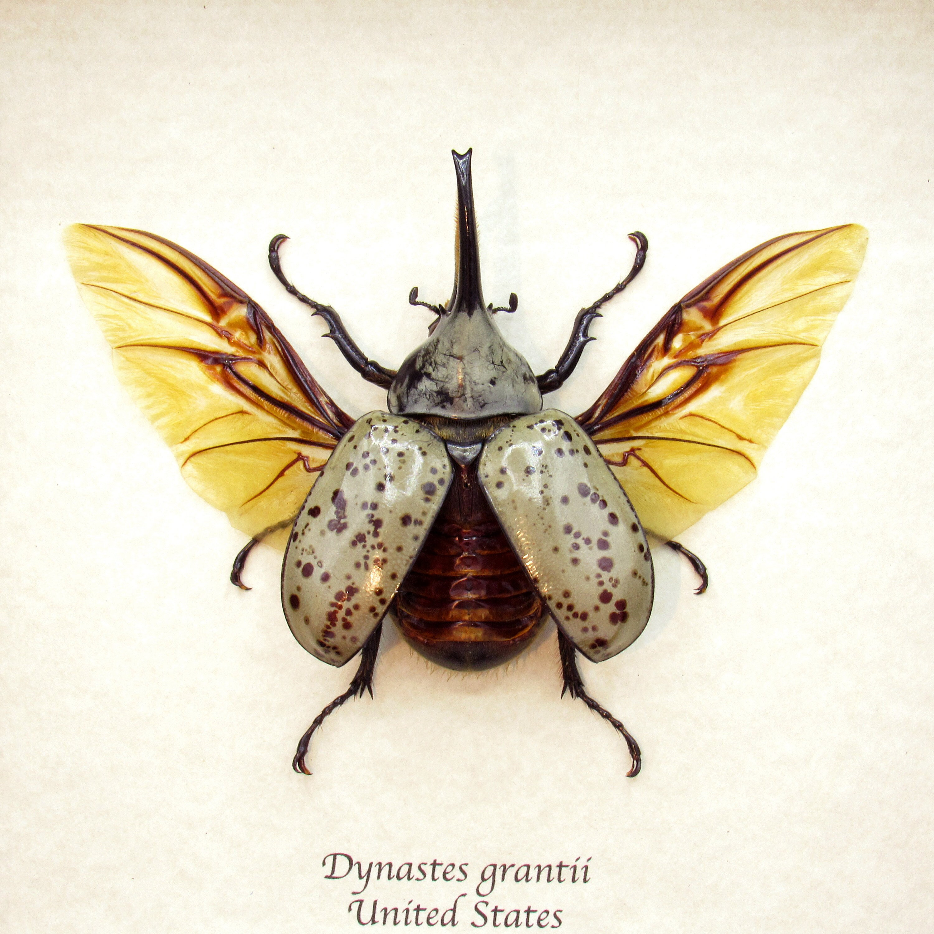 Hercules Beetle Wings