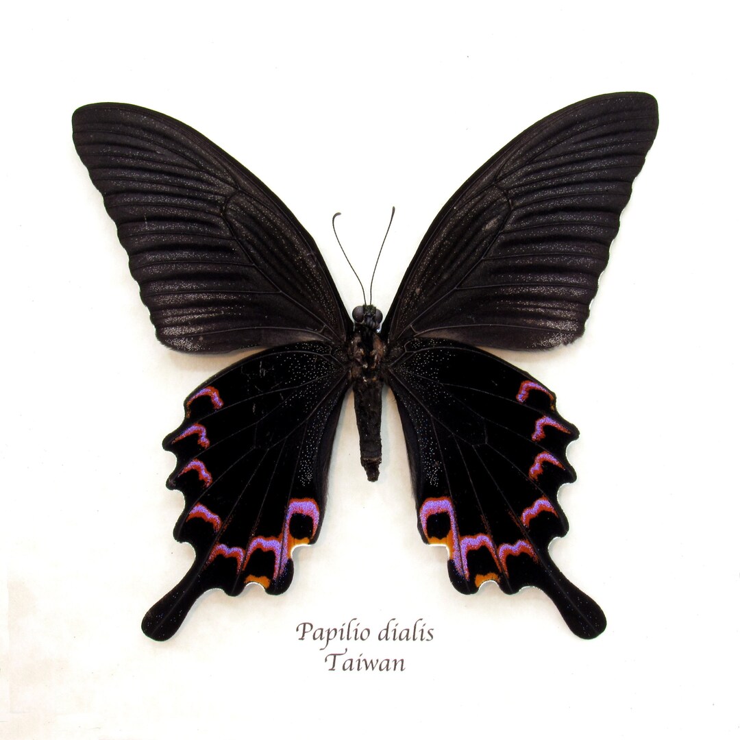 Real Purple Peacock Swallowtail Butterfly Framed Taxidermy - Papilio ...