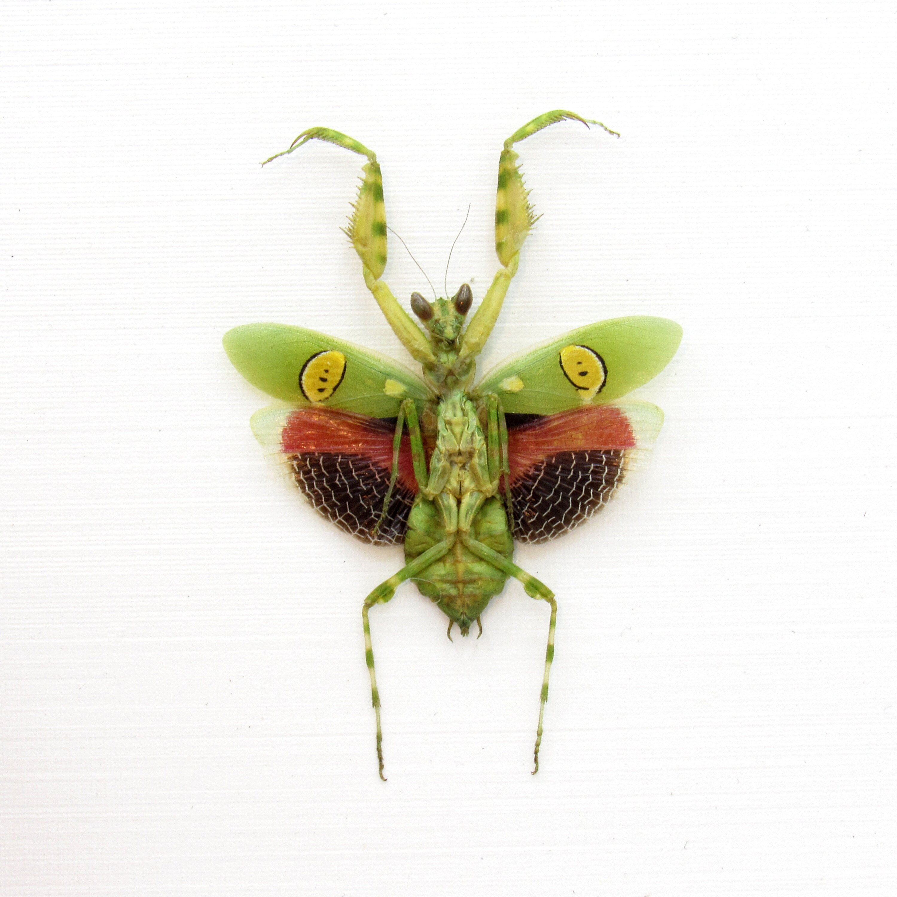 Indian Flower Mantis