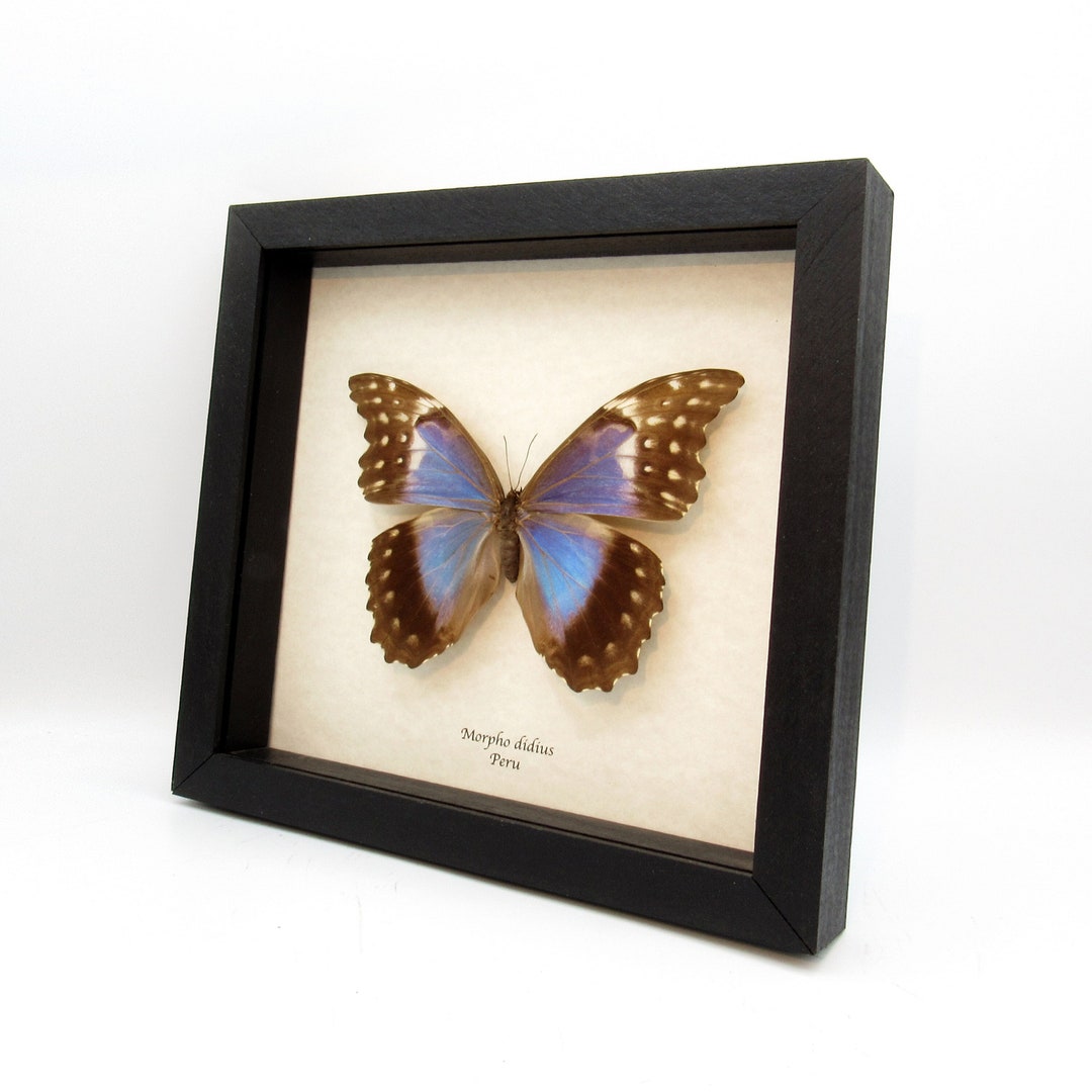 Real Giant Blue Morpho Butterfly Framed Taxidermy - Morpho Didius ...