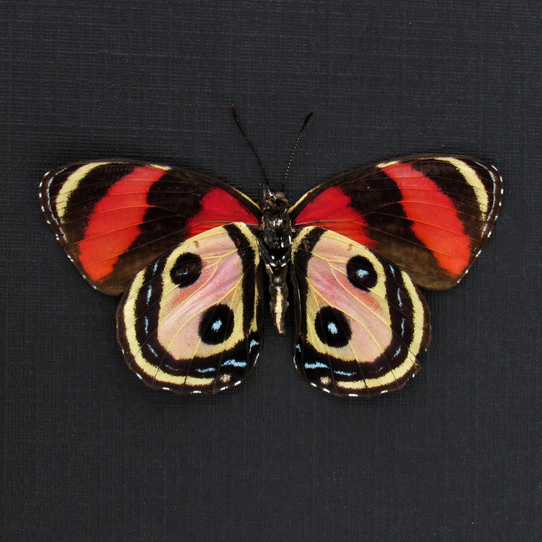 Very Rare Pink Two Eyed Eighty-eight Butterfly Framed Taxidermy ...