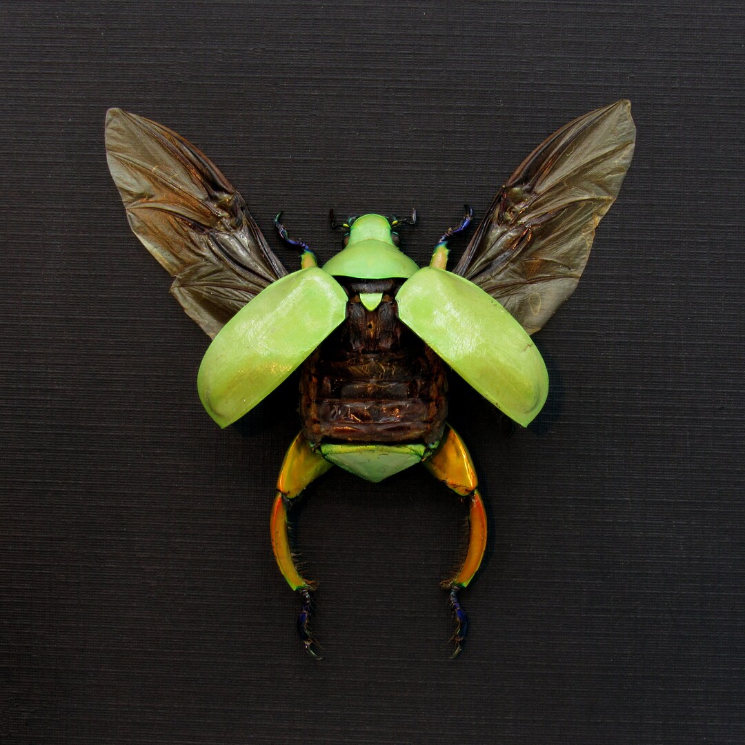 Rare Rainbow Legged Scarab Beetle Framed Taxidermy - Chrysina Adolphi ...