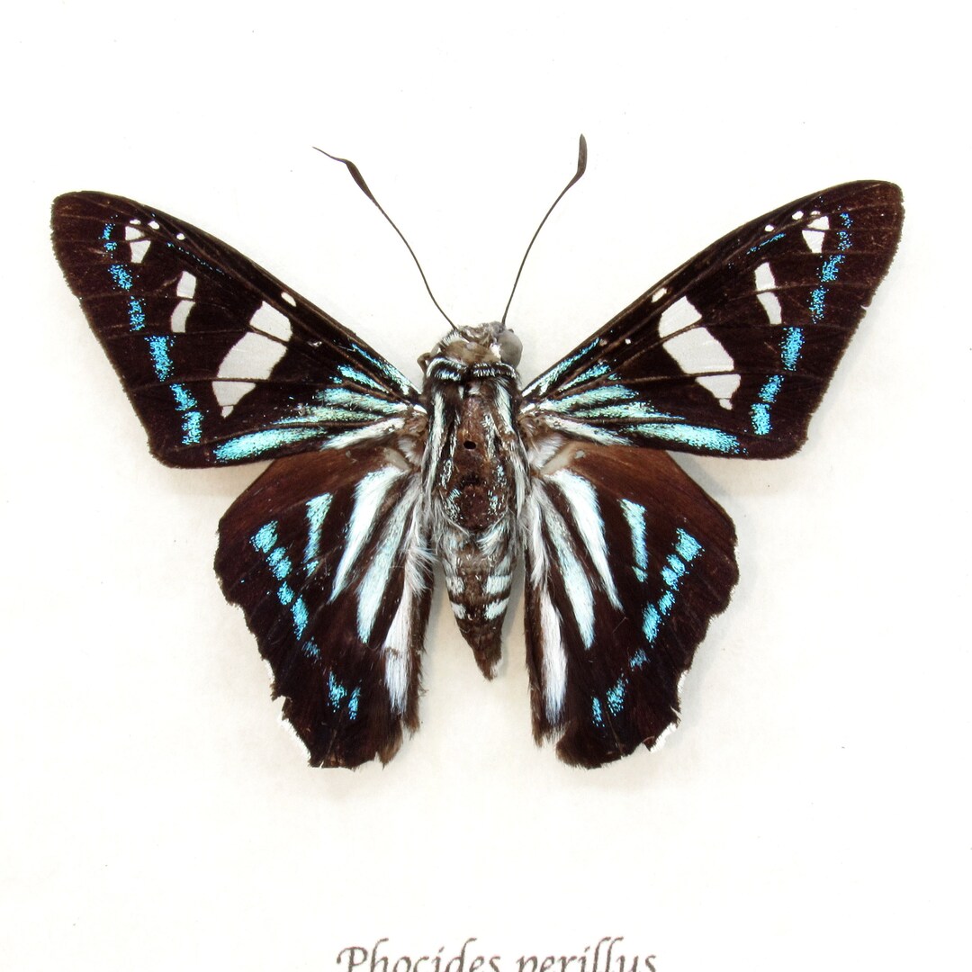 Rare Blue Skipper Butterfly Framed Taxidermy - Phocides Perillus - Etsy