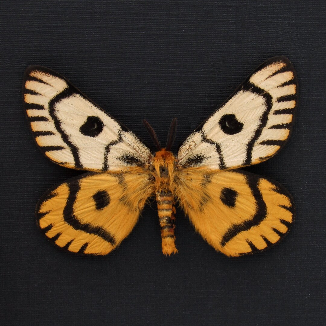 Real Rare Sheep Moth Framed Taxidermy - Hemileuca Nuttalli - Etsy