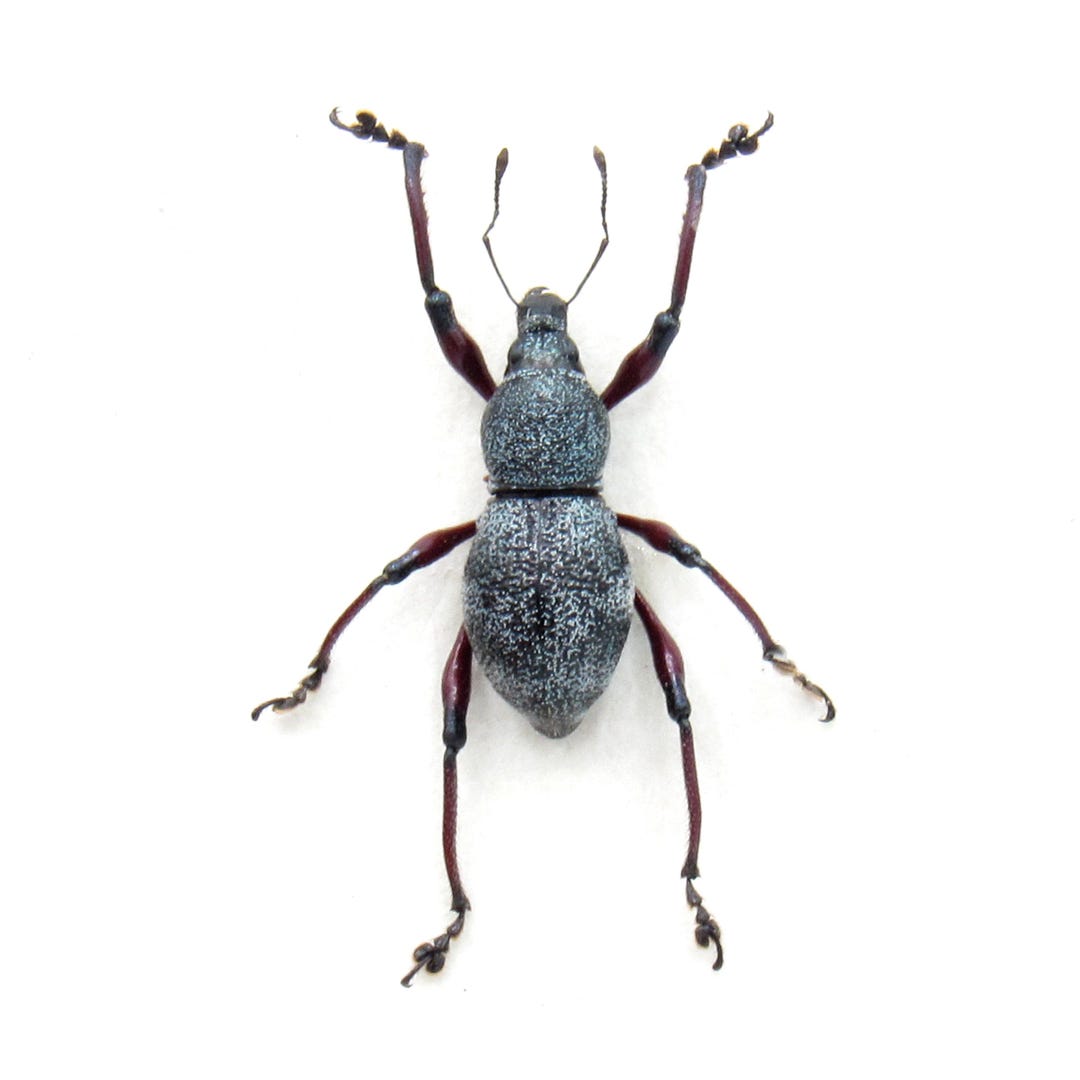 Rare Steel Grey Weevil Beetle Framed Specimen Metapocyrtus Samarensis ...