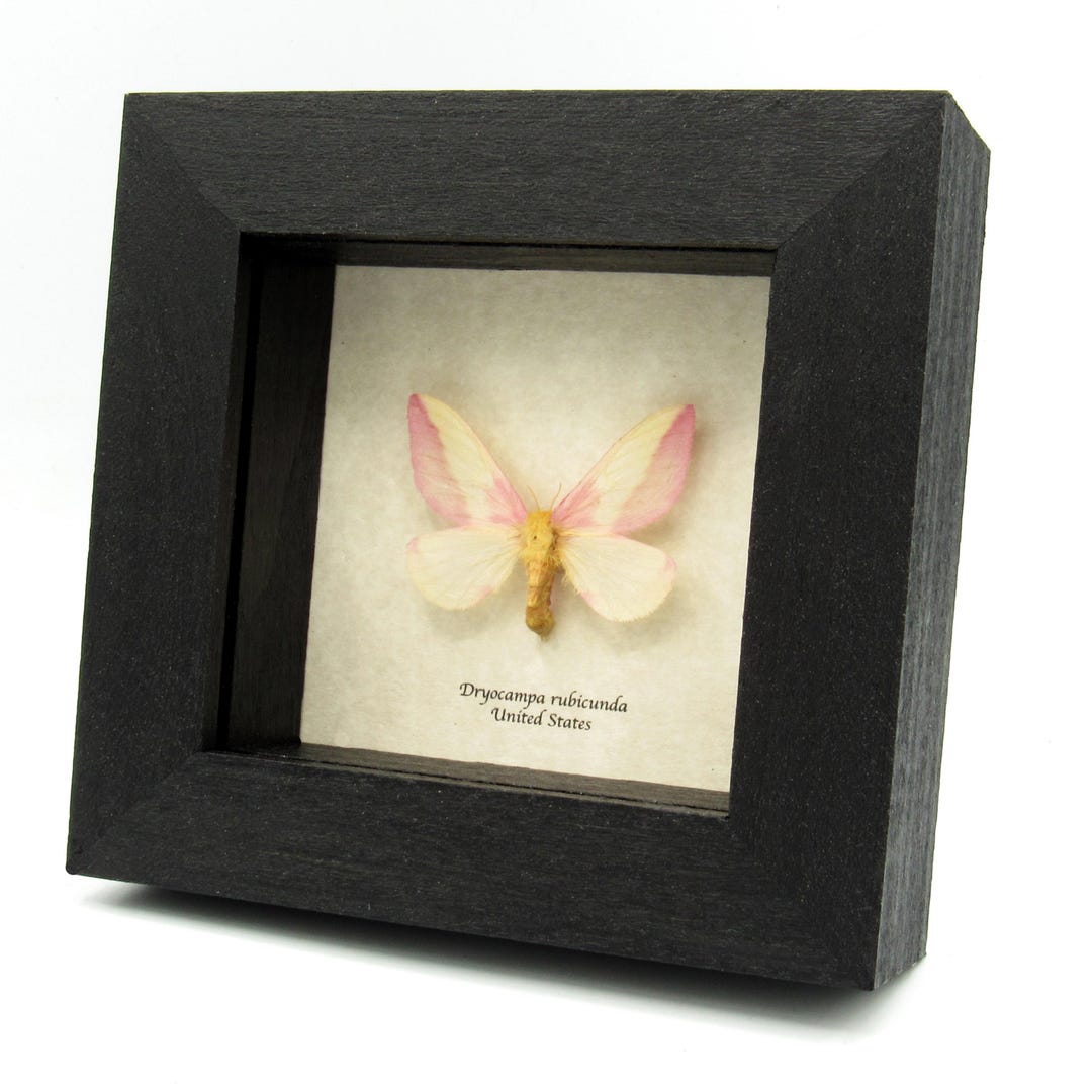 Real Pink Rosy Maple Moth Framed Taxidermy - Dryocampa Rubicunda ...