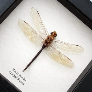 Real Green Darner Dragonfly Framed Taxidermy - Anax Junius - Large Female - Etsy