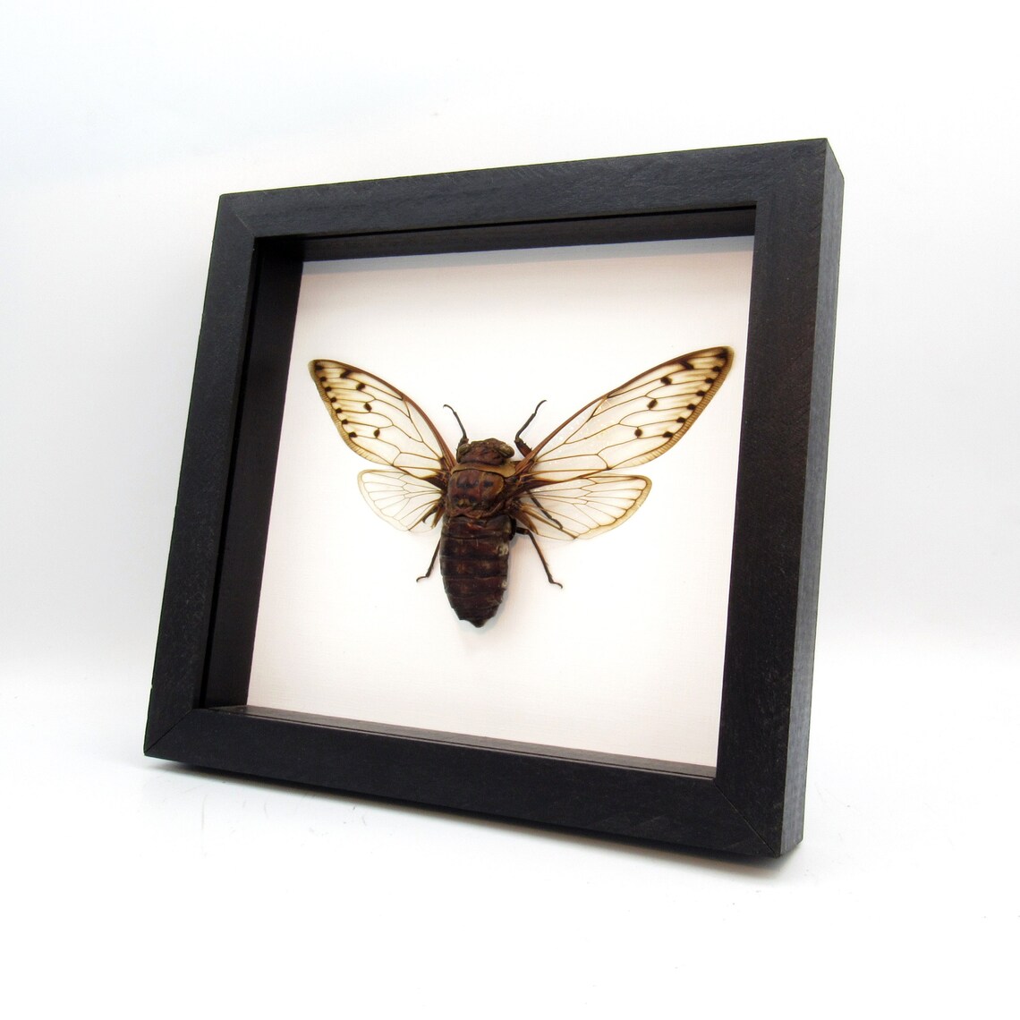 Real Giant Cicada Framed Taxidermy Megapomponia Merula - Etsy