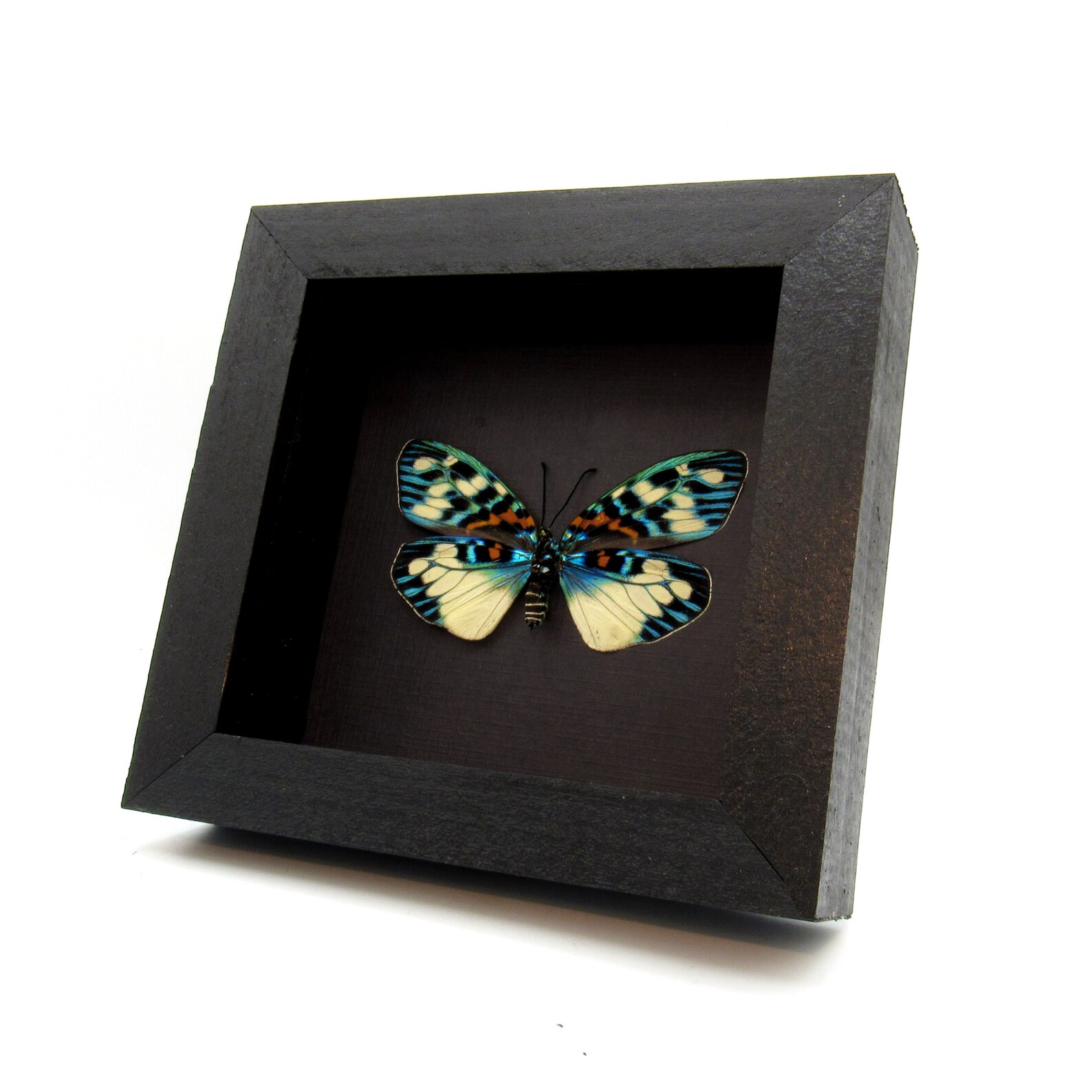 Real Metallic Day Flying Moth Framed Taxidermy Erasmia - Etsy