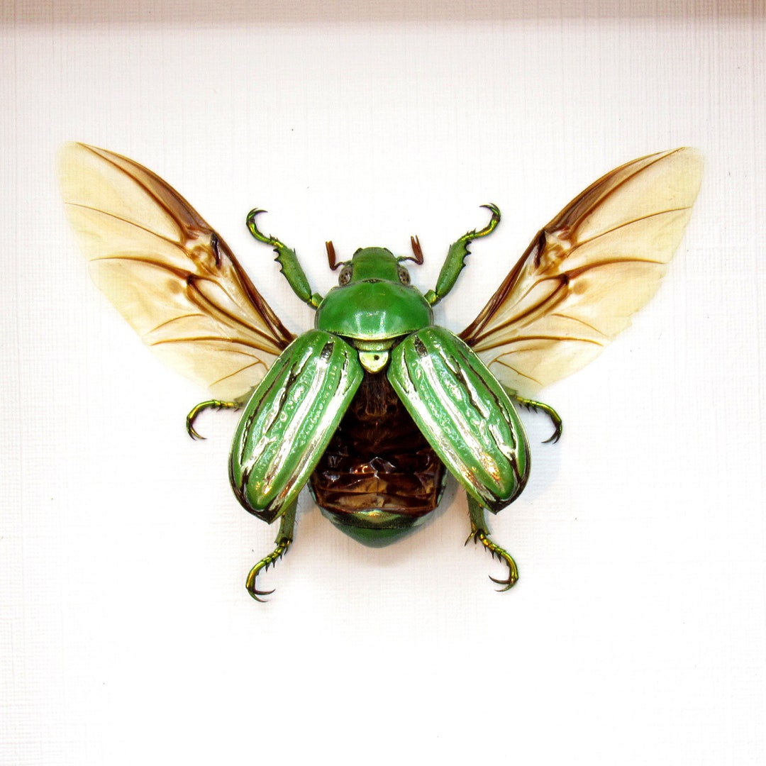 Real Metallic Green Jewel Beetle Framed Taxidermy Plusiotis chrysina ...