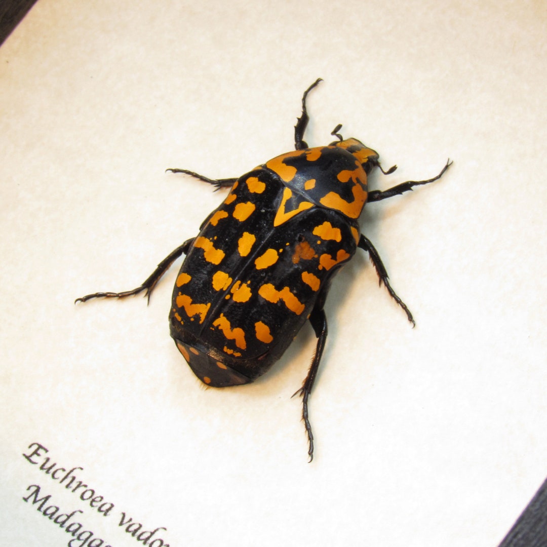 Real African Scarab Beetle Framed Taxidermy Euchroea Vadoni - Etsy