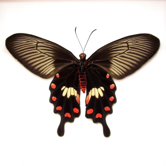 Common Rose Butterfly