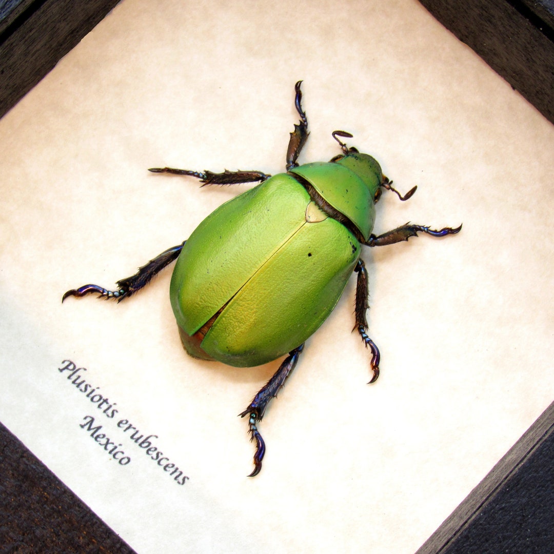 Large Scarab Beetle Framed Taxidermy - Plusiotis Erubescens - Female - Etsy