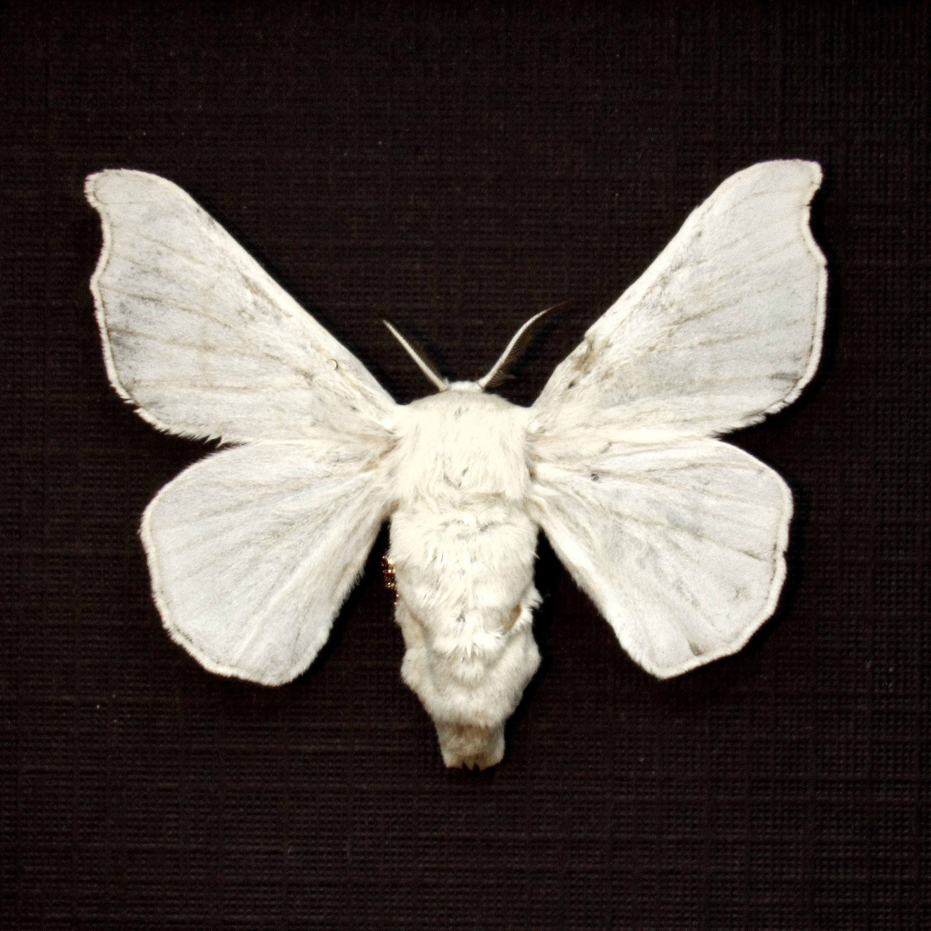 White Silk Moth