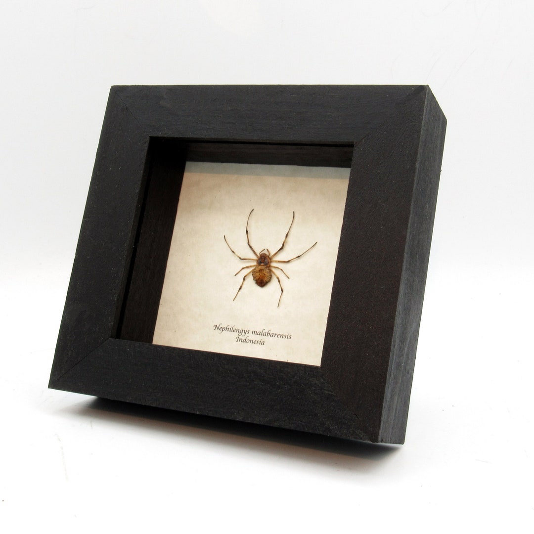 Real Asian Hermit Spider Framed Taxidermy Nephilengys Malabarensis - Etsy