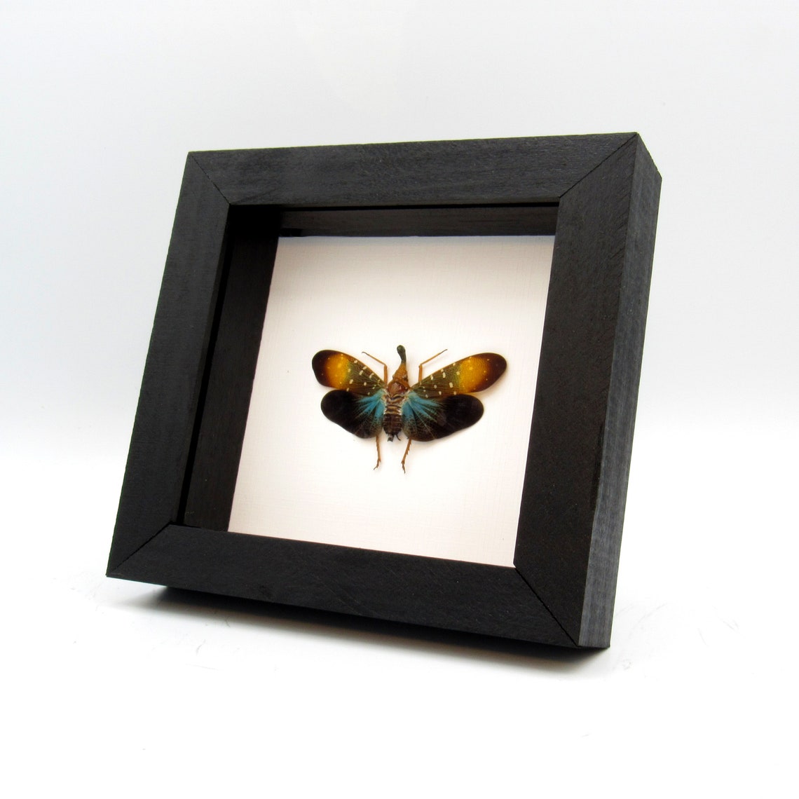 Real Blue Lanternfly Framed Taxidermy Pyrops Gunjii | Etsy