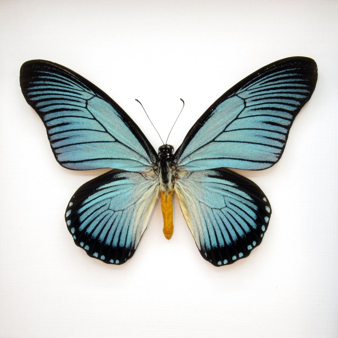 Real Giant Blue Swallowtail Butterfly Framed Taxidermy - Etsy