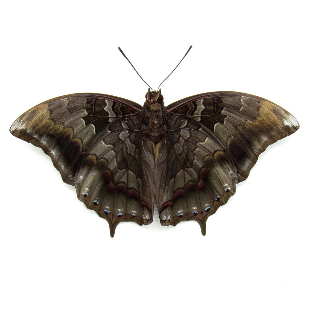 Rare Iron Raja Butterfly Framed Taxidermy - Charaxes Mars - Victorian ...