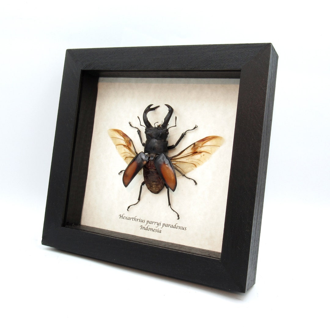 Real Giant Stag Beetle Framed Taxidermy - Hexarthrius Parryi Paradoxus ...
