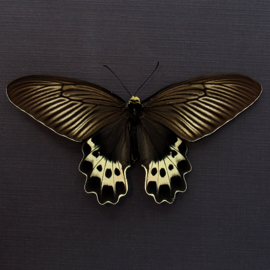 Real White Head Batwing Butterfly Framed Taxidermy - Atrophaneura ...