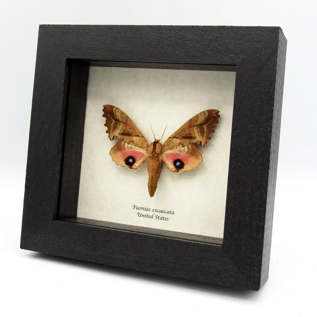 Real Pink Blinded Sphinx Moth Framed Taxidermy - Paonias Excaecata ...
