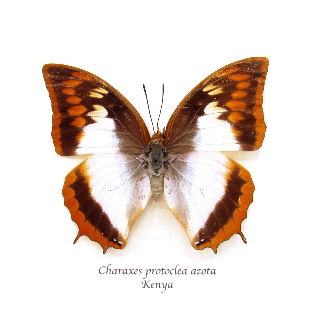 Rare Flame Bordered Charaxes Butterfly Framed Taxidermy Charaxes ...