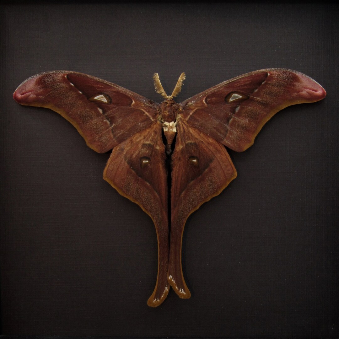 Rare Giant Hercules Atlas Moth Framed Taxidermy Coscinocera - Etsy