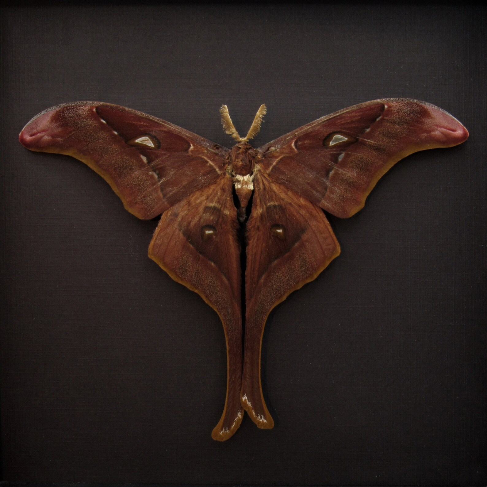 Rare Giant Hercules Atlas Moth Framed Taxidermy Coscinocera - Etsy