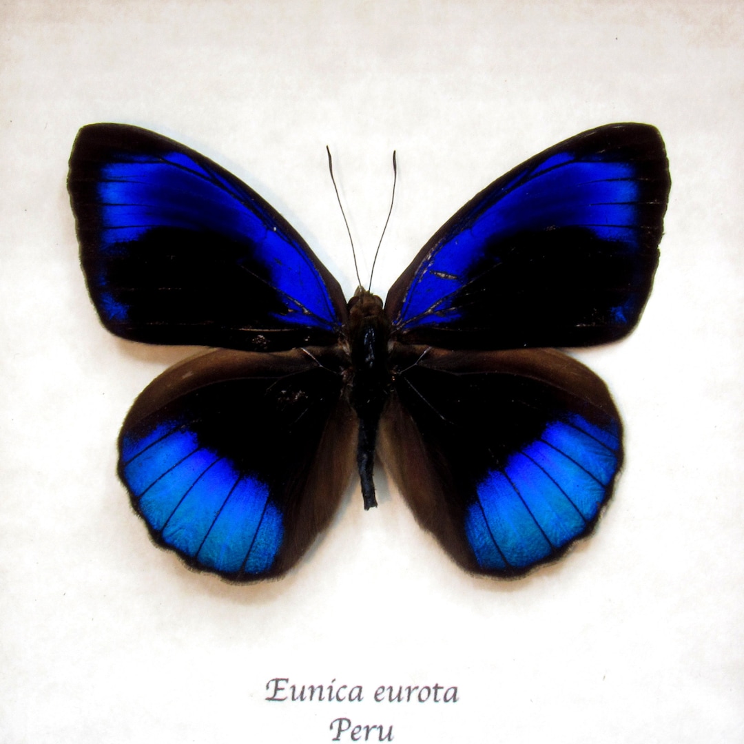 Real Iridescent Blue Butterfly Framed Taxidermy Eunica - Etsy