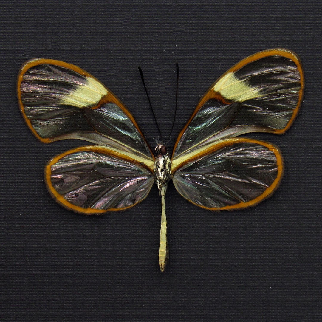Real Clear Wing Butterfly Framed Taxidermy - Pteronymia Species - Etsy