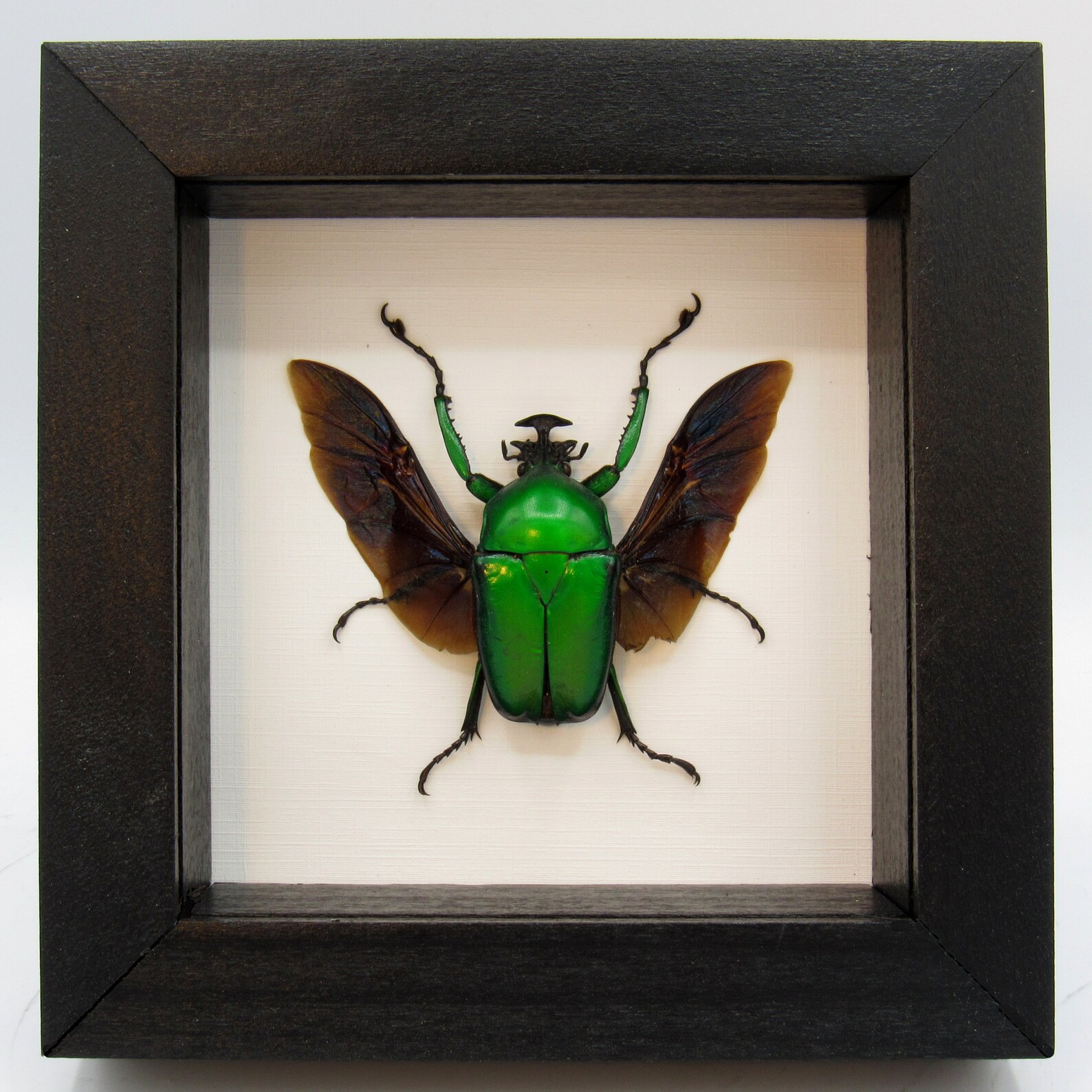 Large green African Scarab beetle framed Dicronorrhina | Etsy