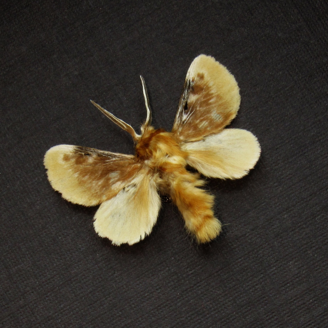 Real Tiny Southern Flannel Moth Framed Taxidermy Megalopyge - Etsy