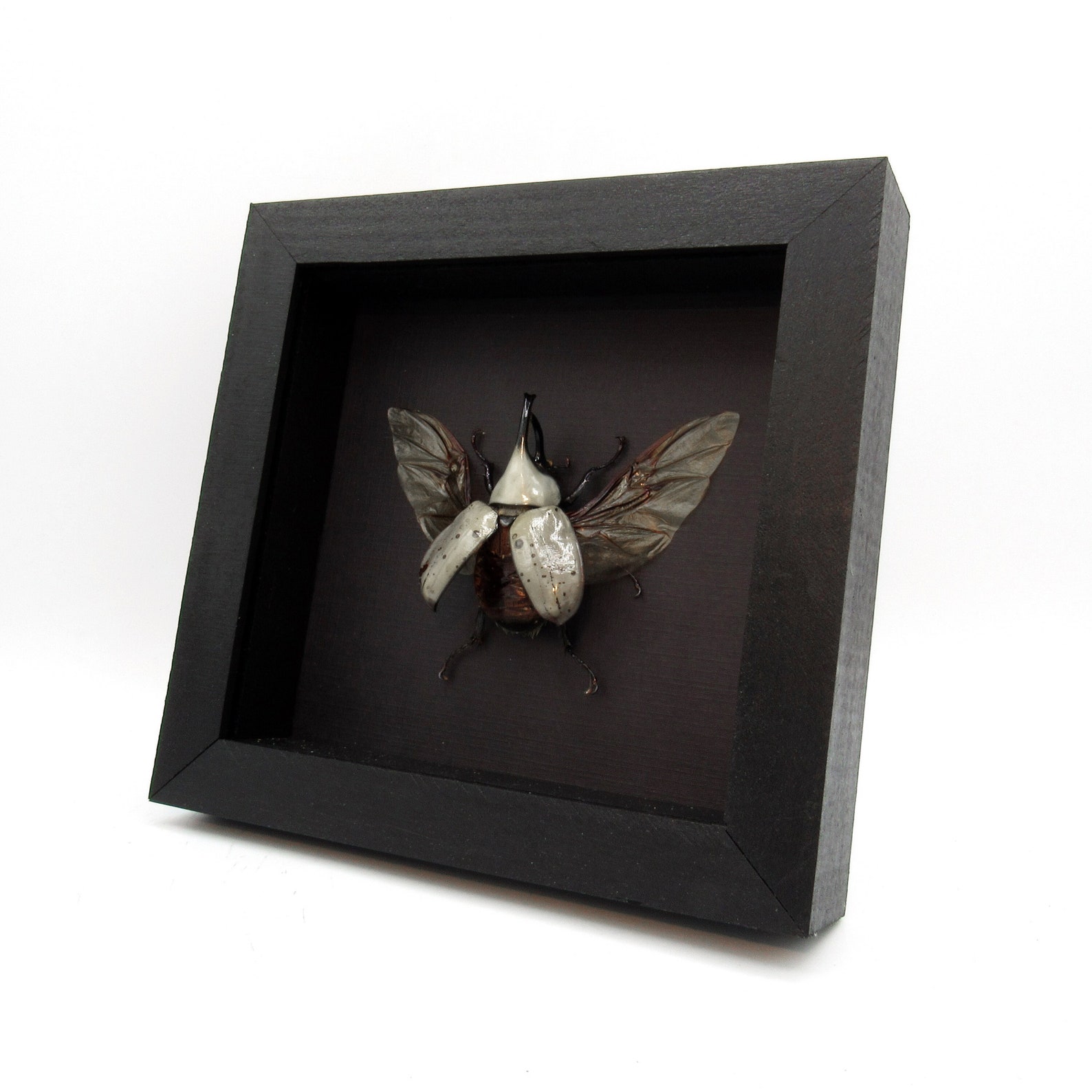 Real Large Western Hercules Beetle Framed Taxidermy - Dynastes Grantii ...