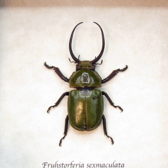 Real Horned Scarab beetle framed Fruhstorferia sexmaculata | Etsy