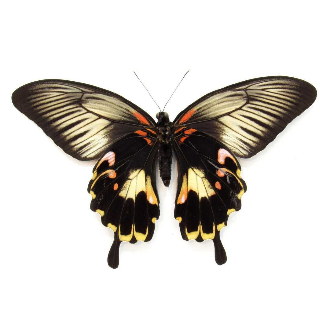 Rare XXL Swallowtail Butterfly Framed Taxidermy - Papilio Deiphobus ...