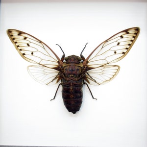 Real Giant Cicada Framed Taxidermy - Megapomponia Merula - Etsy
