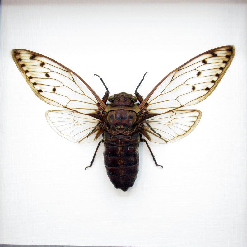 Real Giant Cicada Framed Taxidermy Megapomponia Merula - Etsy
