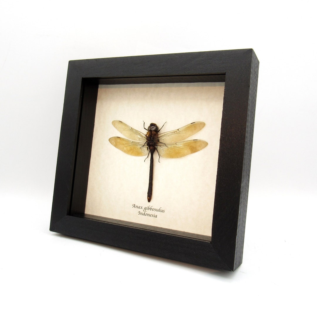 Real Giant Darner Dragonfly Taxidermy Anax Gibbosulus - Etsy