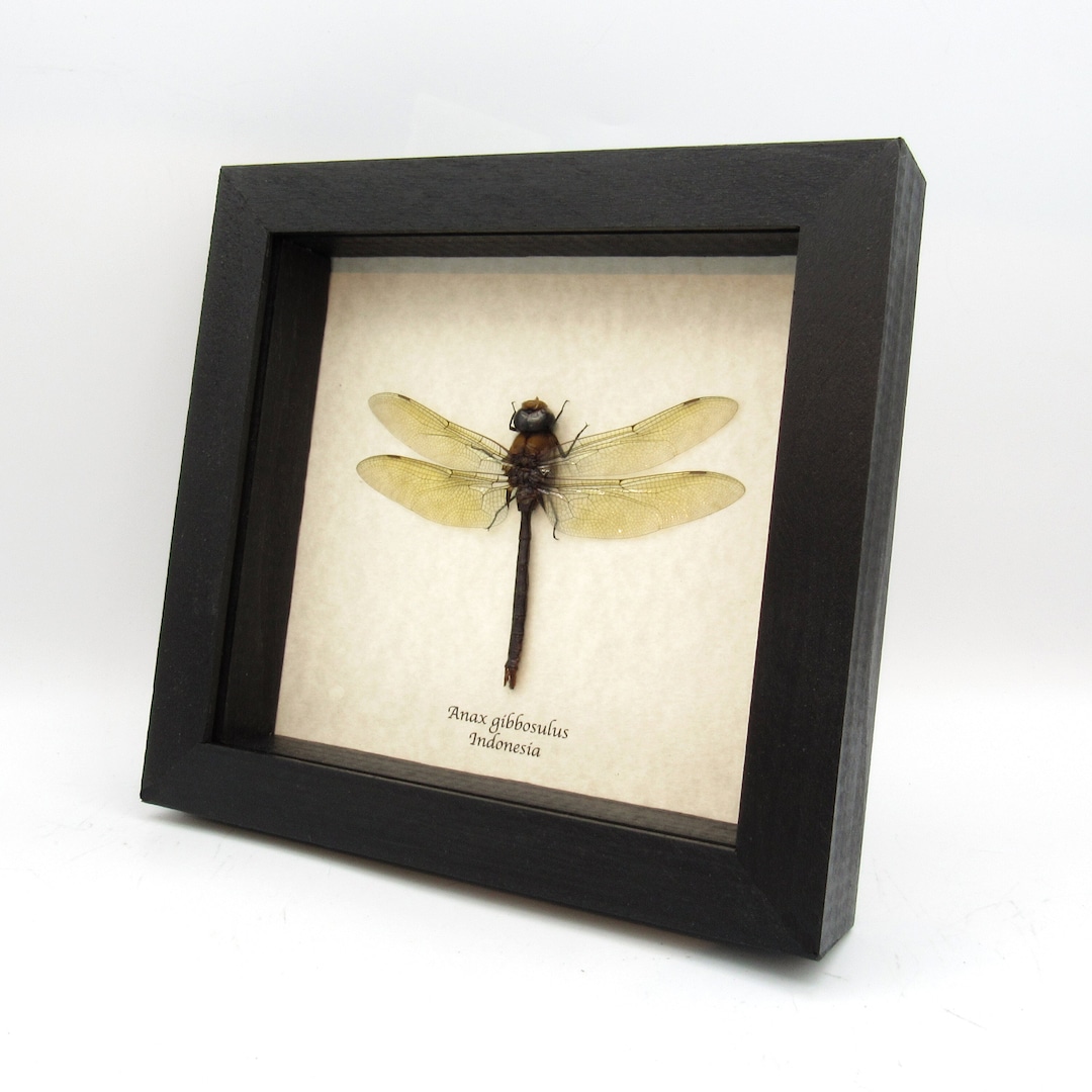 Real Giant Darner Dragonfly Taxidermy Anax Gibbosulus - Etsy